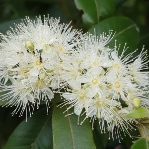 Cooking with Lemon Myrtle – Jane Grows Garden Rooms
