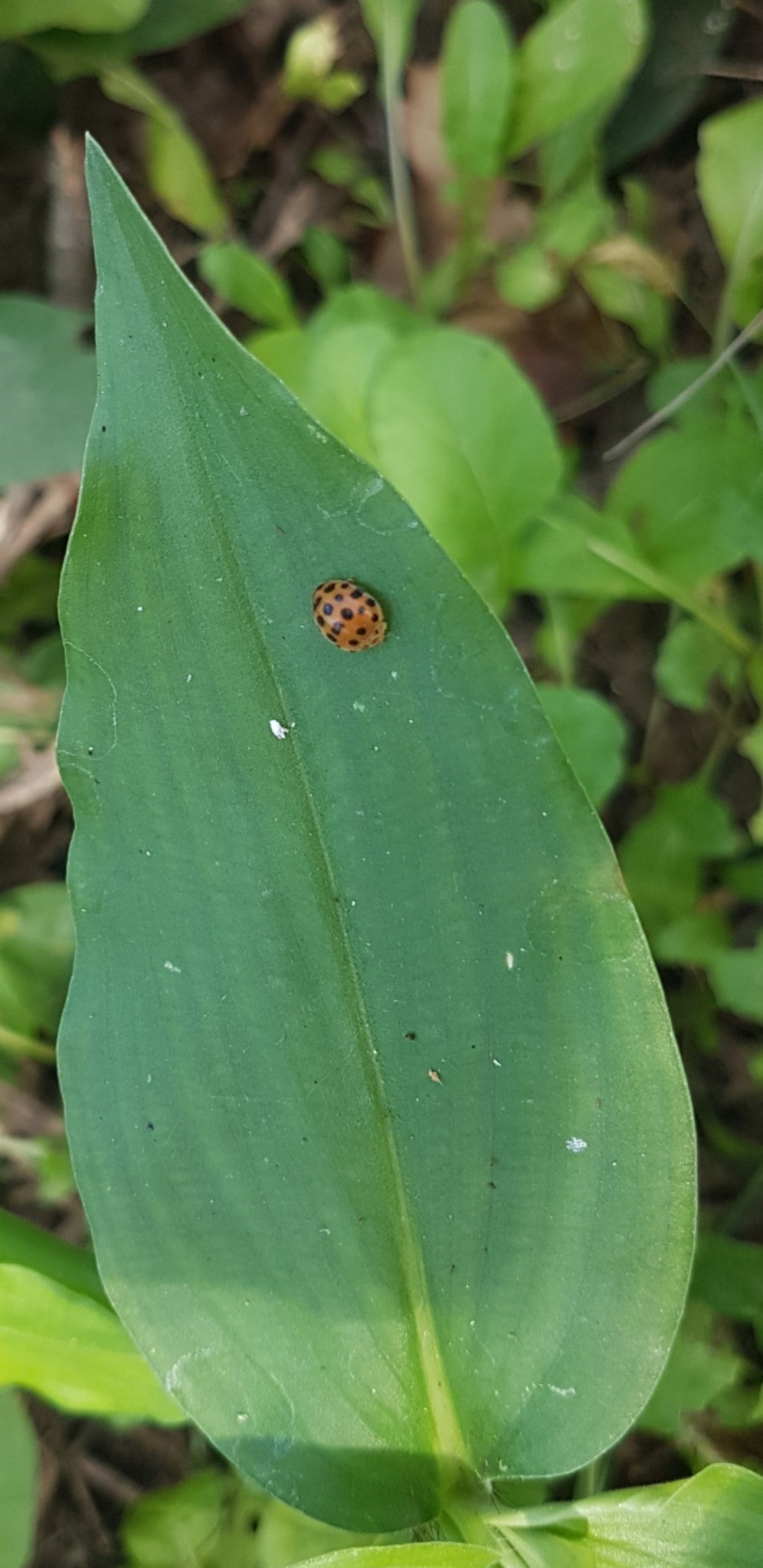 Garden Friends and Foes: identifying Commelina species – Jane Grows ...
