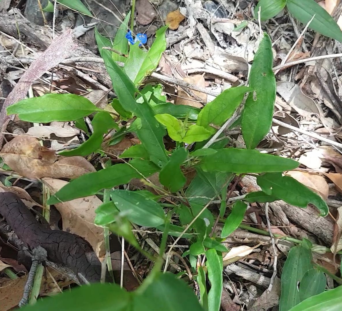 Garden Friends and Foes: identifying Commelina species – Jane Grows ...