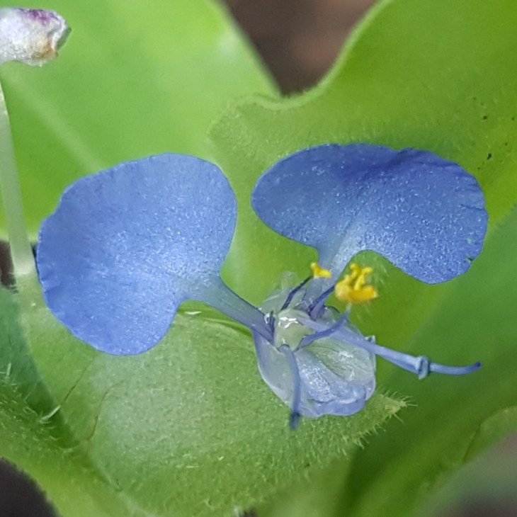 Garden Friends and Foes: identifying Commelina species – Jane Grows ...