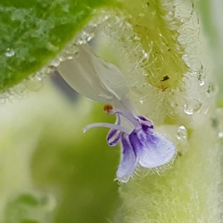 Plant Profile: Lemon Sherbet Coleus – Jane Grows Garden Rooms
