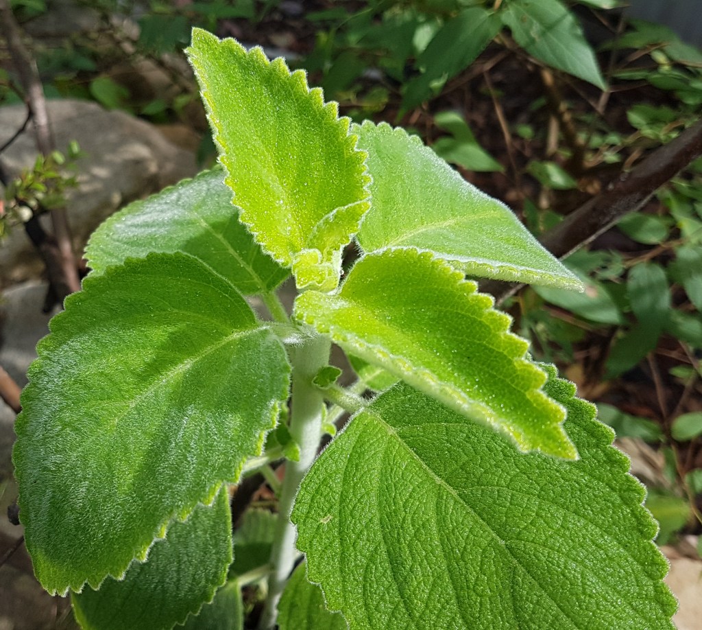 Plant Profile: Lemon Sherbet Coleus – Jane Grows Garden Rooms