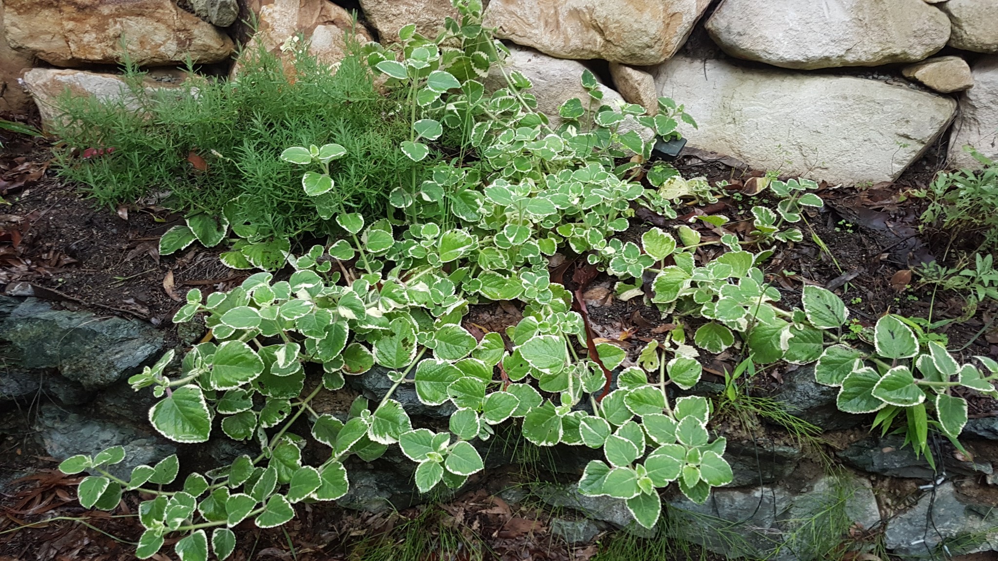 Plant Profile: Mother of Herbs – Jane Grows Garden Rooms