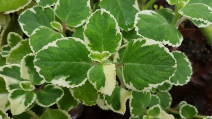 Plant Profile: Mother of Herbs – Jane Grows Garden Rooms