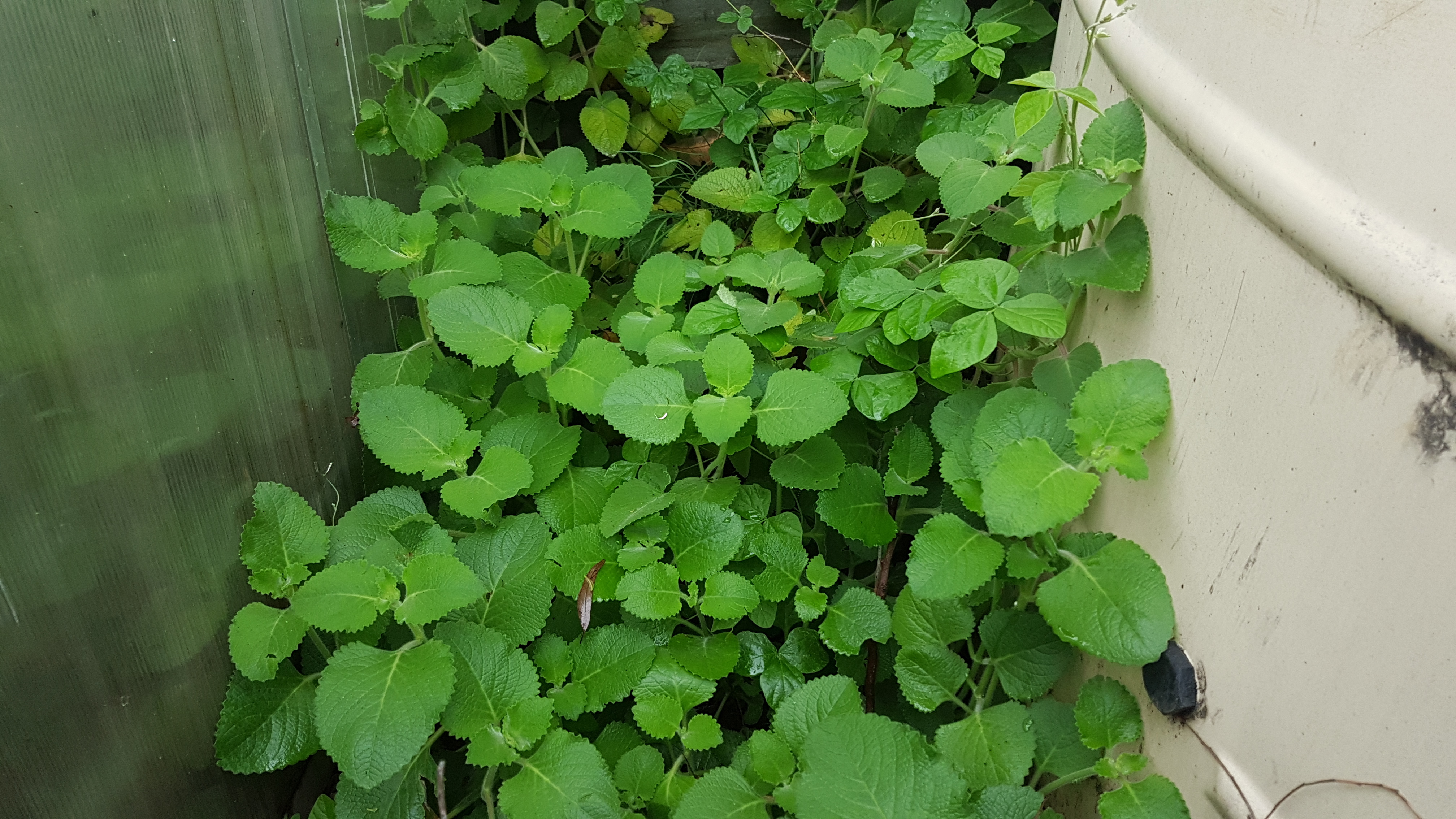 Plant Profile: Mother of Herbs – Jane Grows Garden Rooms