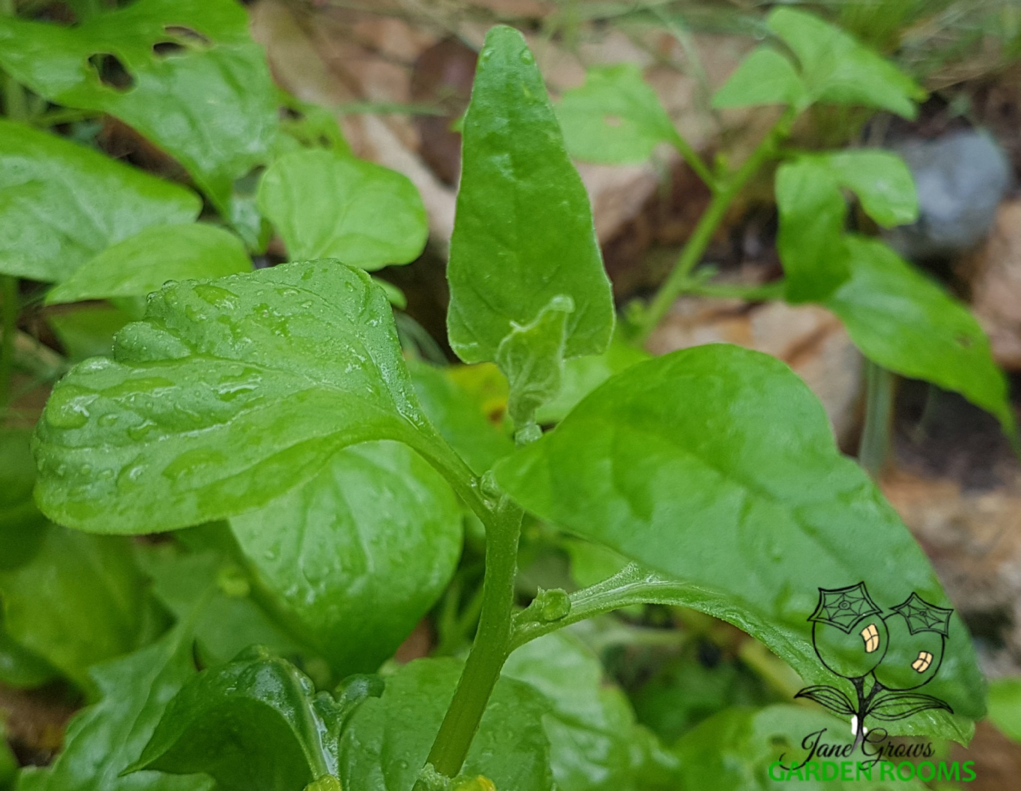 Plant Profile – Warrigal Greens – Jane Grows Garden Rooms