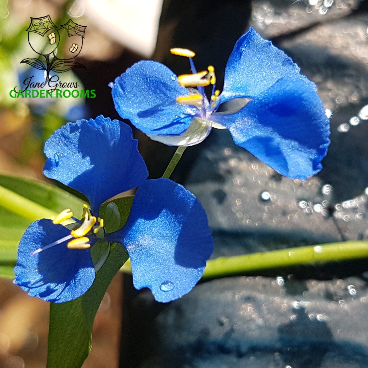 Plant Profile: Commelina diffusa – Climbing Dayflower – Jane Grows ...