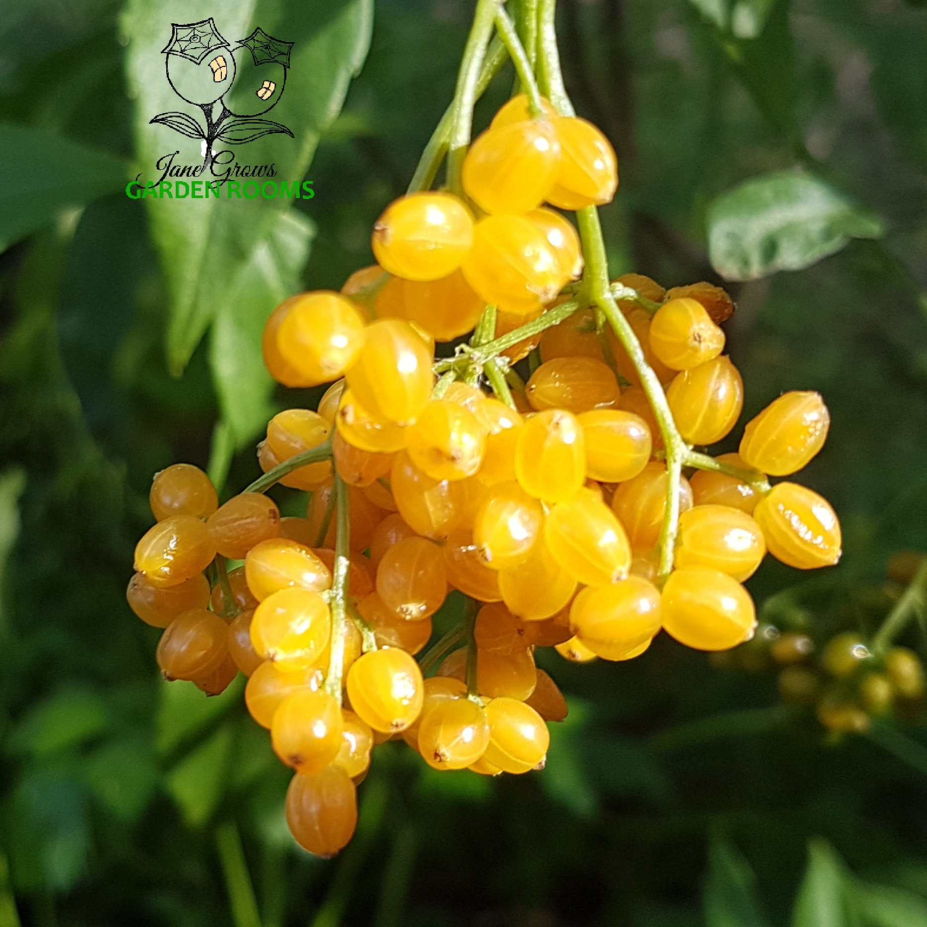 Plant Profile – Native Elderberry – Jane Grows Garden Rooms