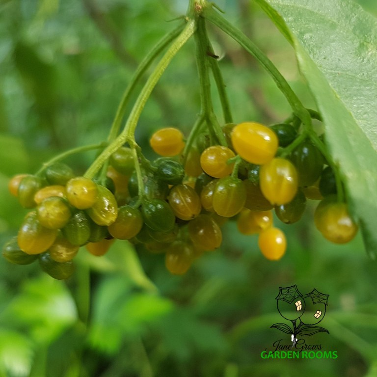 Plant Profile – Native Elderberry – Jane Grows Garden Rooms