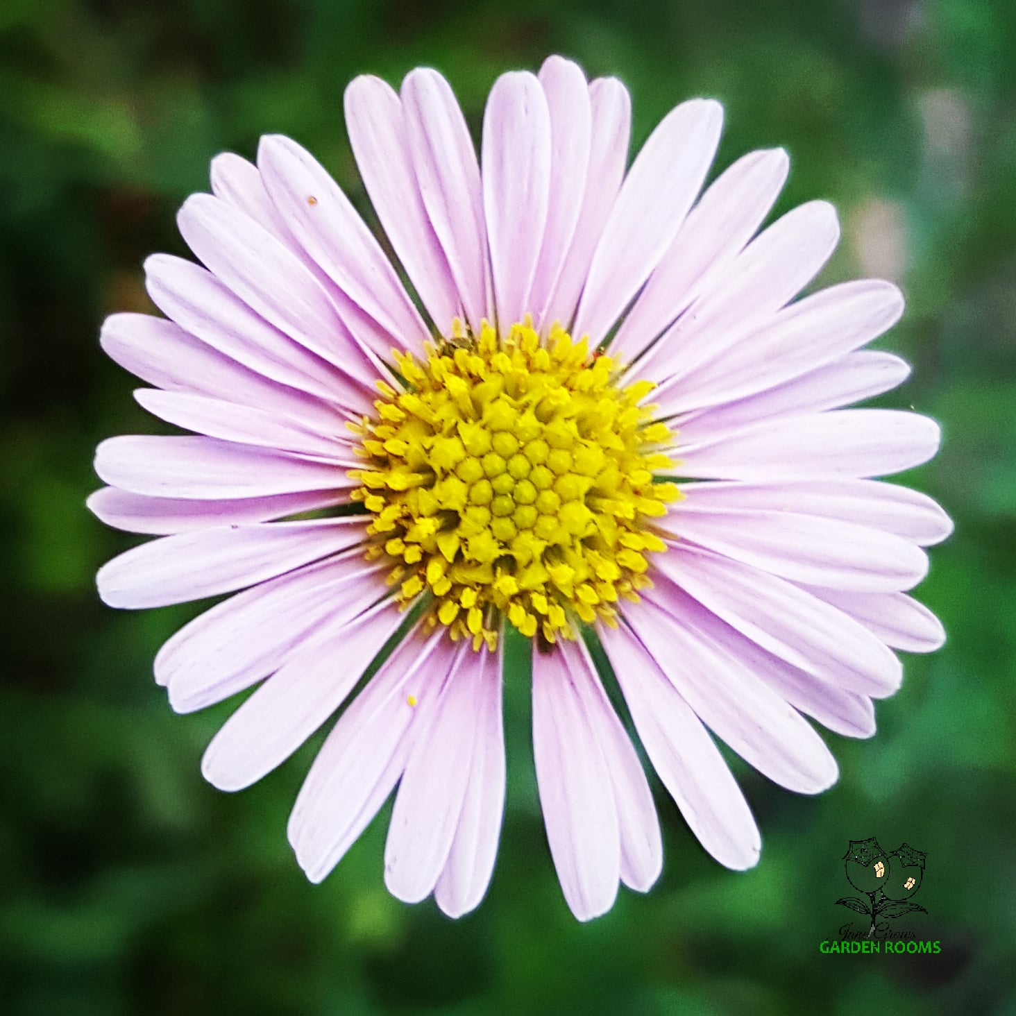 Plant Profile – Cut Leaf Daisy – Jane Grows Garden Rooms