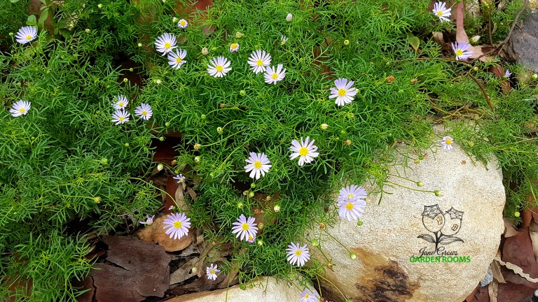 Plant Profile – Cut Leaf Daisy – Jane Grows Garden Rooms