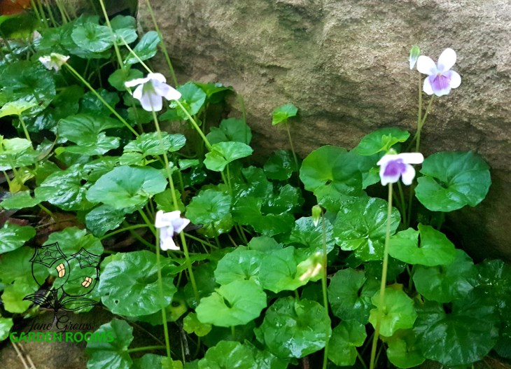 Plant Profile – Native Violet – Viola banksii – Jane Grows Garden Rooms