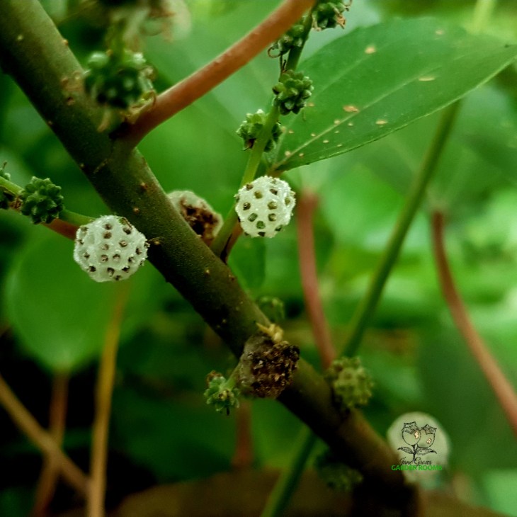 Plant Profile – Native Mulberry – Pipturus argenteus – Jane Grows ...