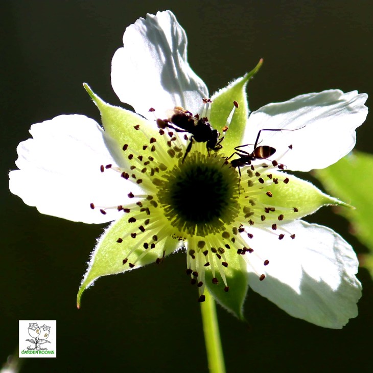 Plant Profile – Native Raspberry – Jane Grows Garden Rooms