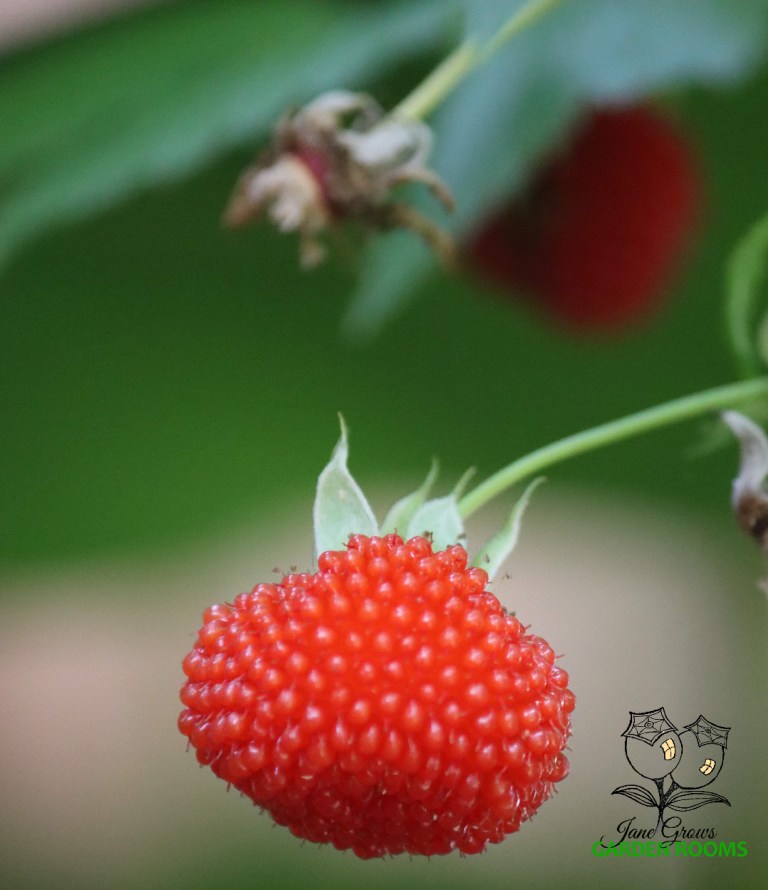Plant Profile – Native Raspberry – Jane Grows Garden Rooms