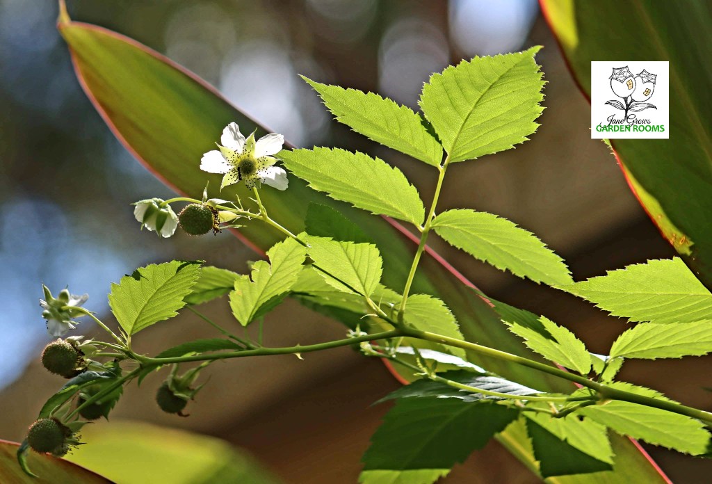 Plant Profile – Native Raspberry – Jane Grows Garden Rooms