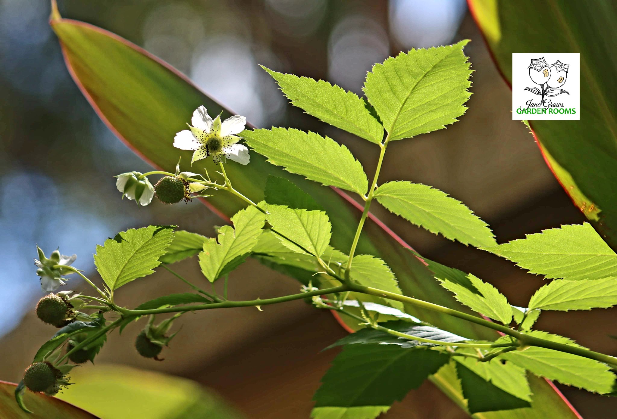 Plant Profile – Native Raspberry – Jane Grows Garden Rooms