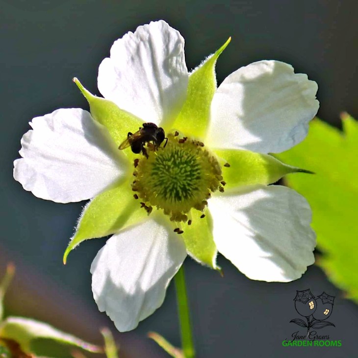 Plant Profile – Native Raspberry – Jane Grows Garden Rooms