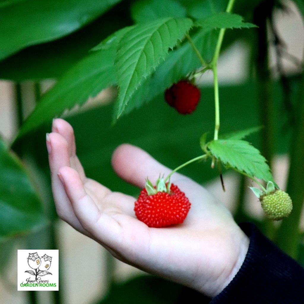 Plant Profile – Native Raspberry – Jane Grows Garden Rooms
