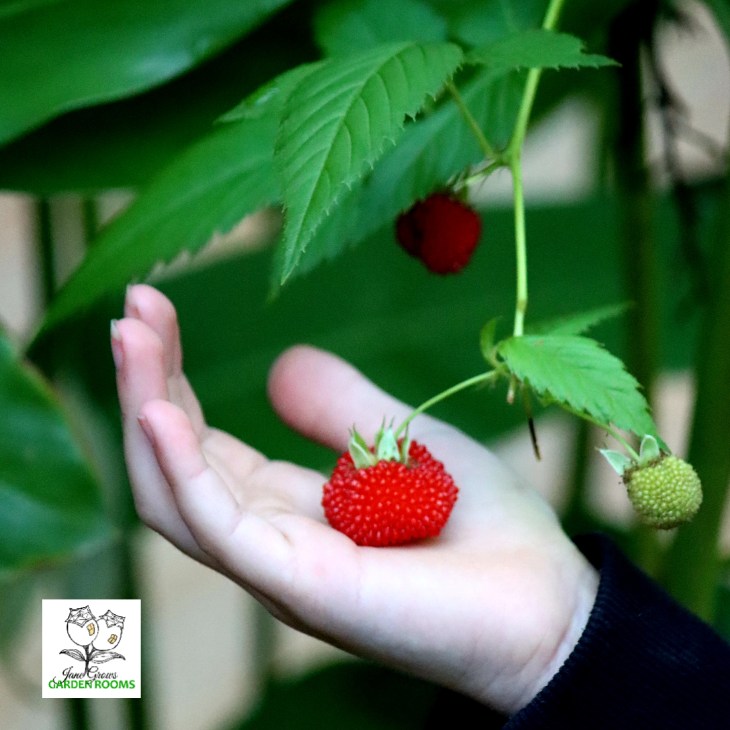 Plant Profile – Native Raspberry – Jane Grows Garden Rooms