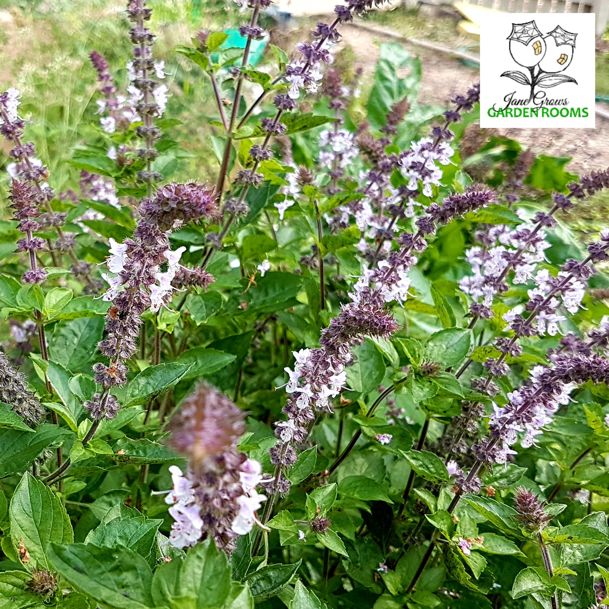 Plant Profile – Perennial Basil – Jane Grows Garden Rooms