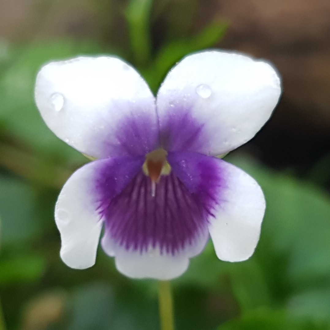 Plant Profile – Native Violet – Viola banksii – Jane Grows Garden Rooms