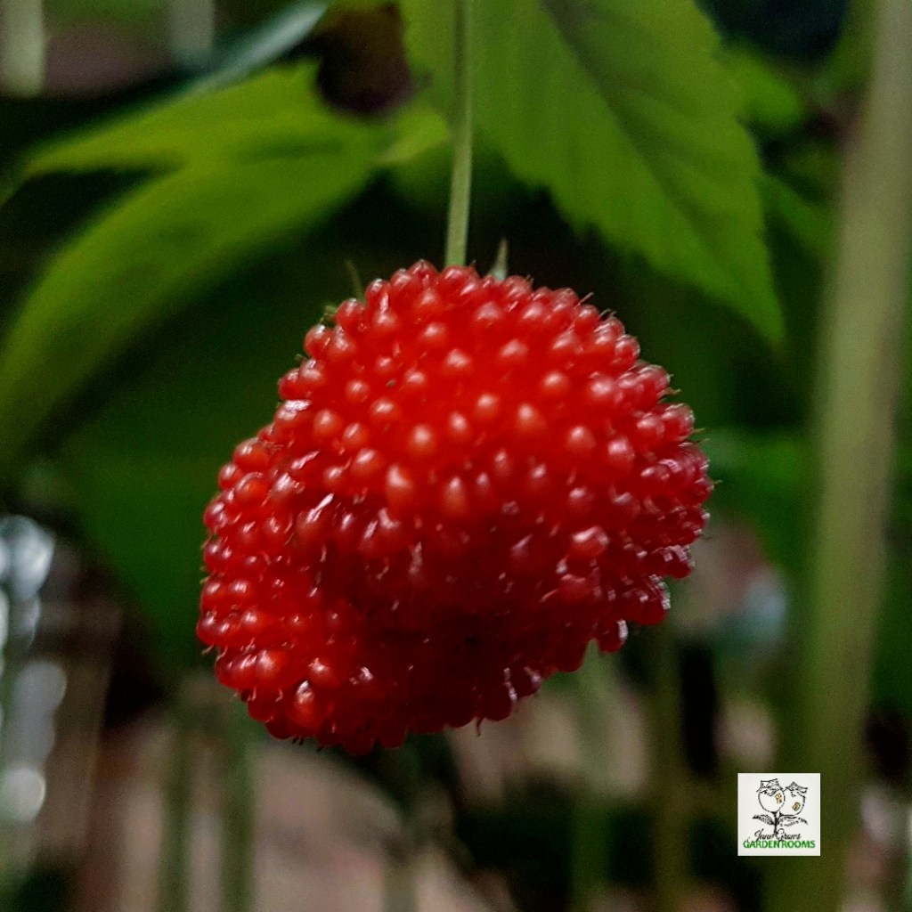 Plant Profile – Native Raspberry – Jane Grows Garden Rooms