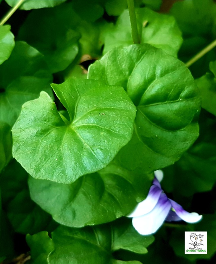 Plant Profile – Native Violet – Viola banksii – Jane Grows Garden Rooms