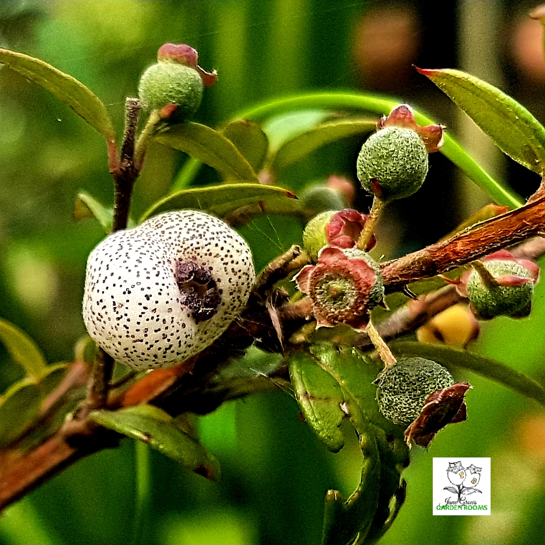 Plant Profile – Midyim Berry bush – Jane Grows Garden Rooms