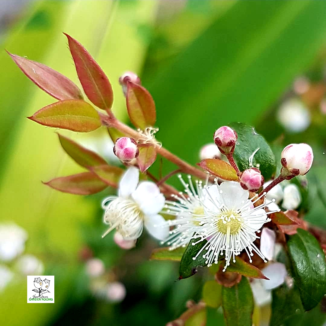 Plant Profile – Midyim Berry bush – Jane Grows Garden Rooms