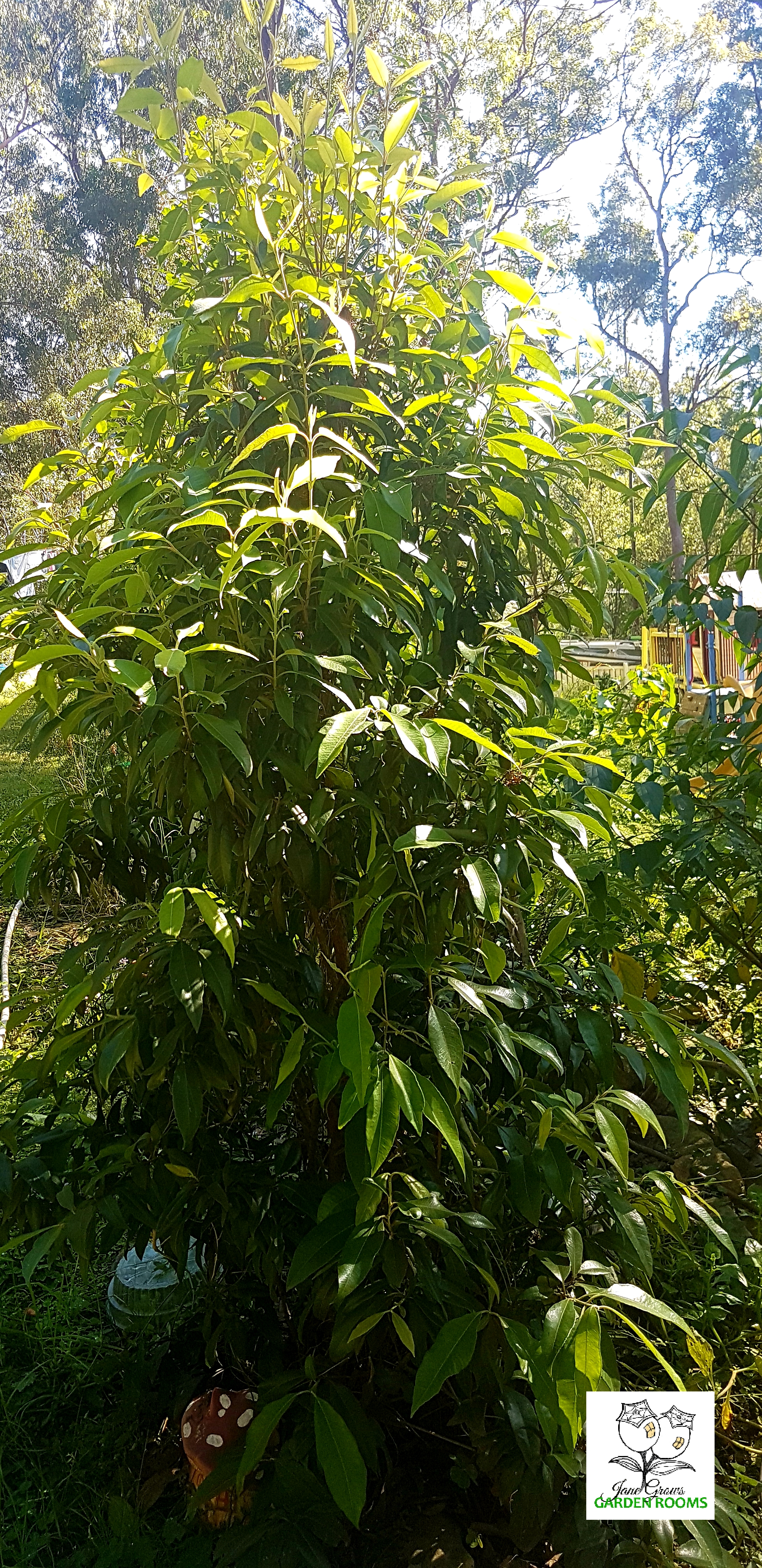 Plant Profile- Lemon Myrtle – Jane Grows Garden Rooms