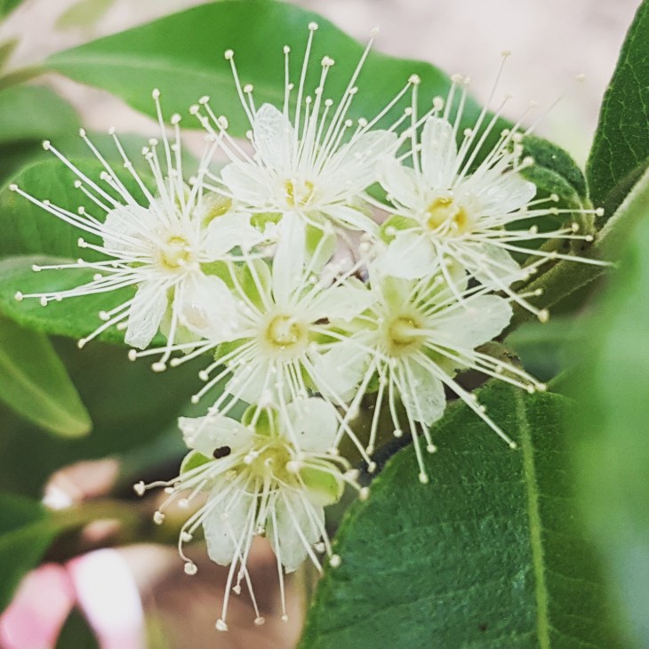 Plant Profile- Lemon Myrtle – Jane Grows Garden Rooms