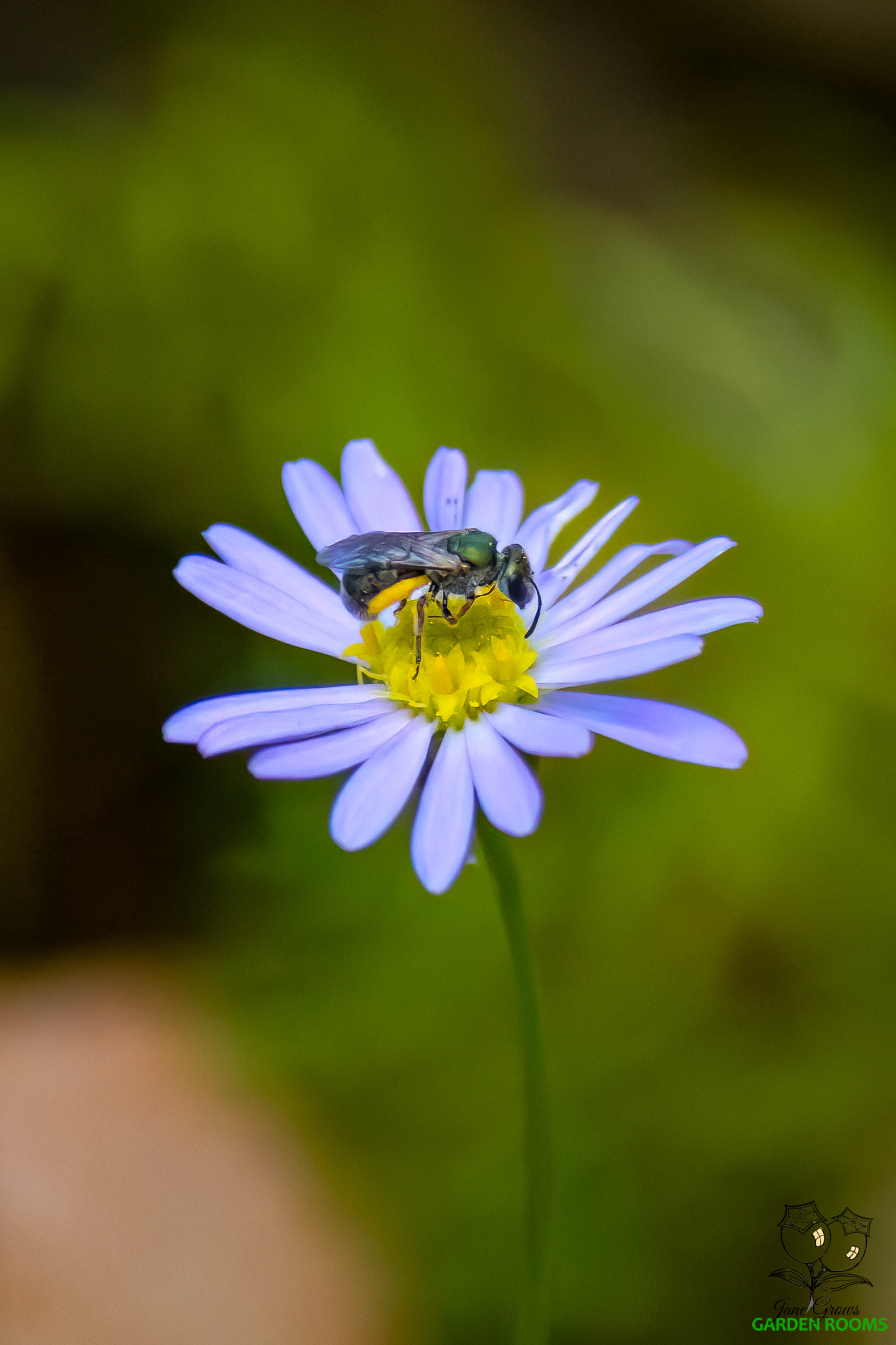 Tiny Buzz – Homalictus Bees – Jane Grows Garden Rooms