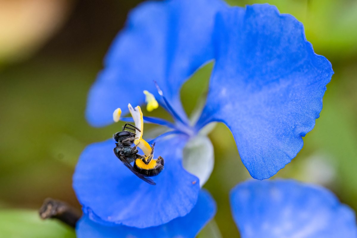Tiny Buzz – Homalictus Bees – Jane Grows Garden Rooms
