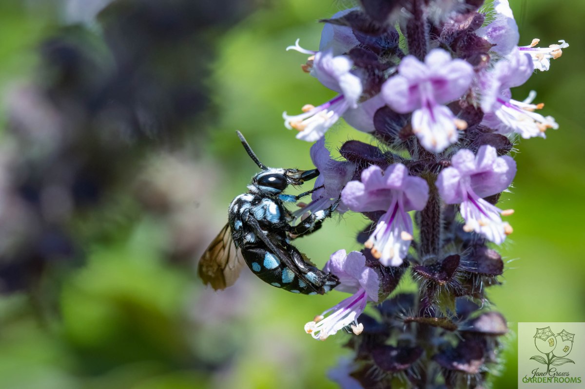 Australia’s Cuckoo Bees – Jane Grows Garden Rooms