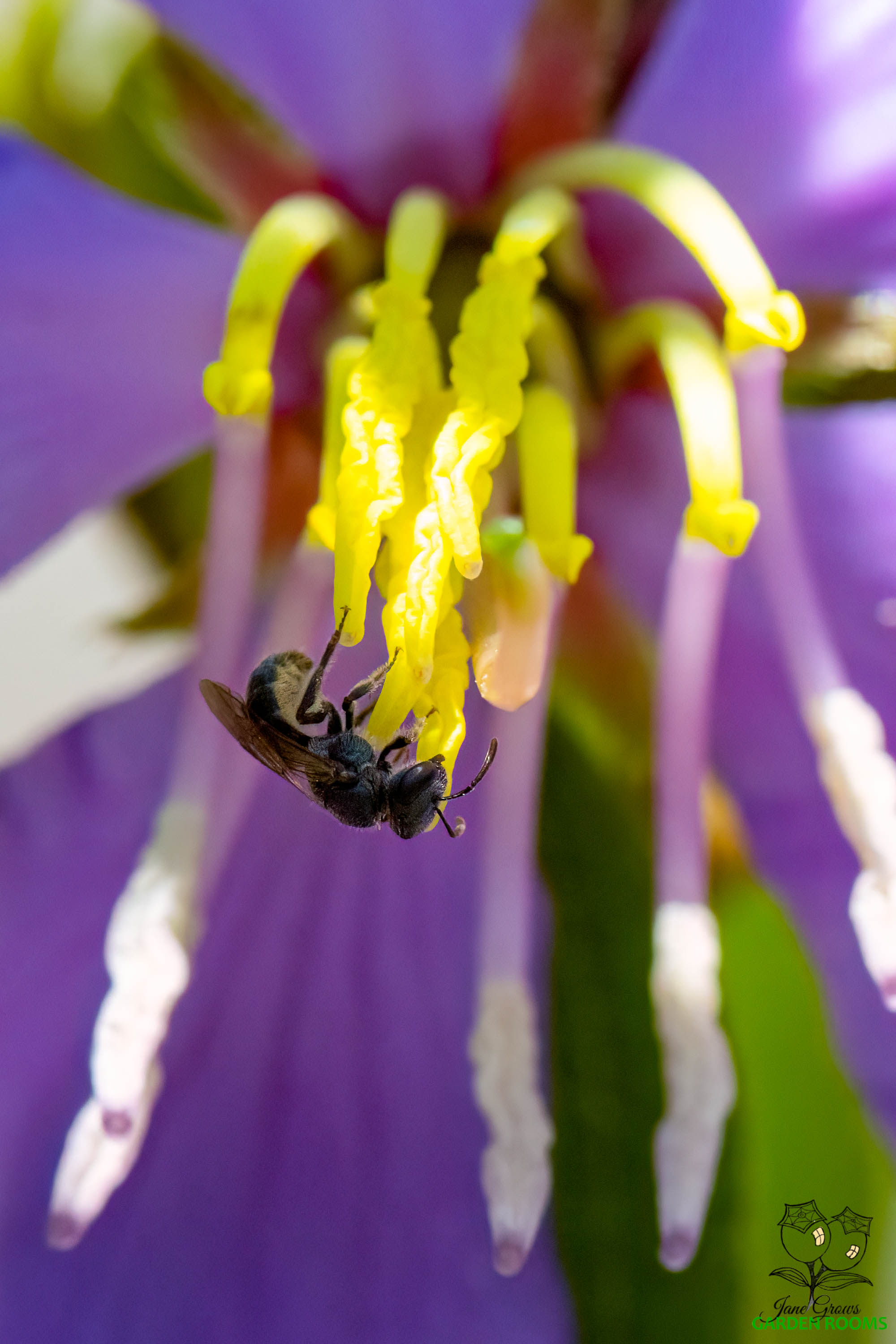 Tiny Buzz – Homalictus Bees – Jane Grows Garden Rooms