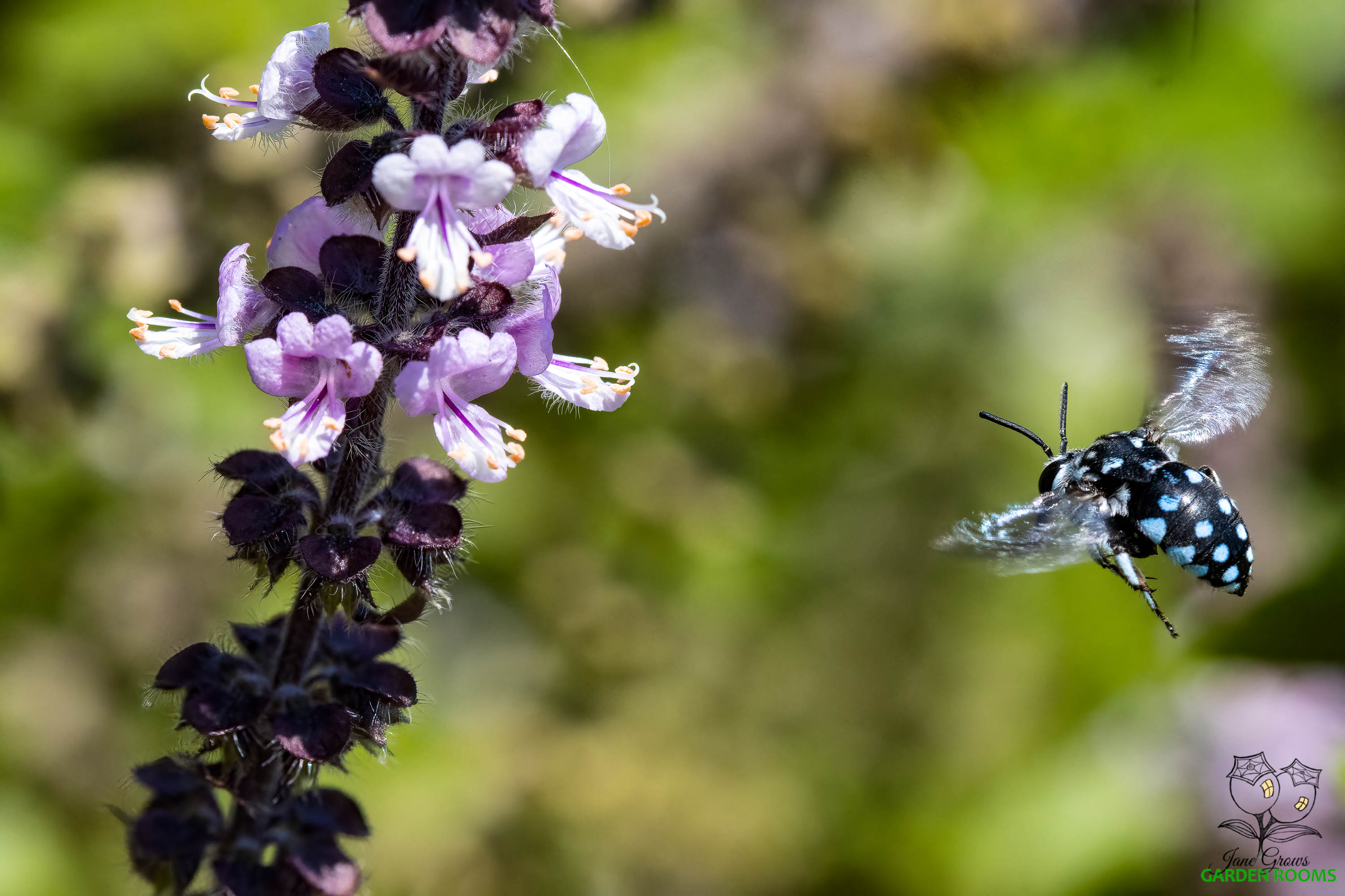 Australia’s Cuckoo Bees – Jane Grows Garden Rooms