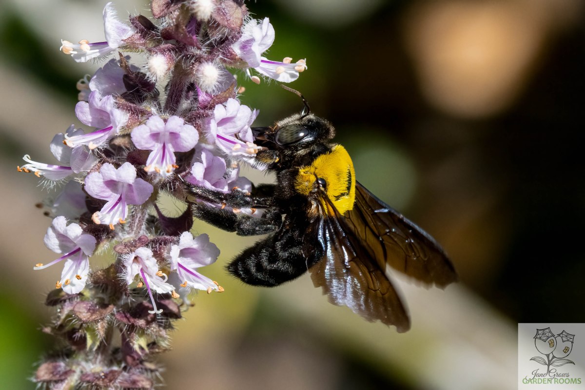 Australia’s Largest Bee – The Great Carpenter – Jane Grows Garden Rooms