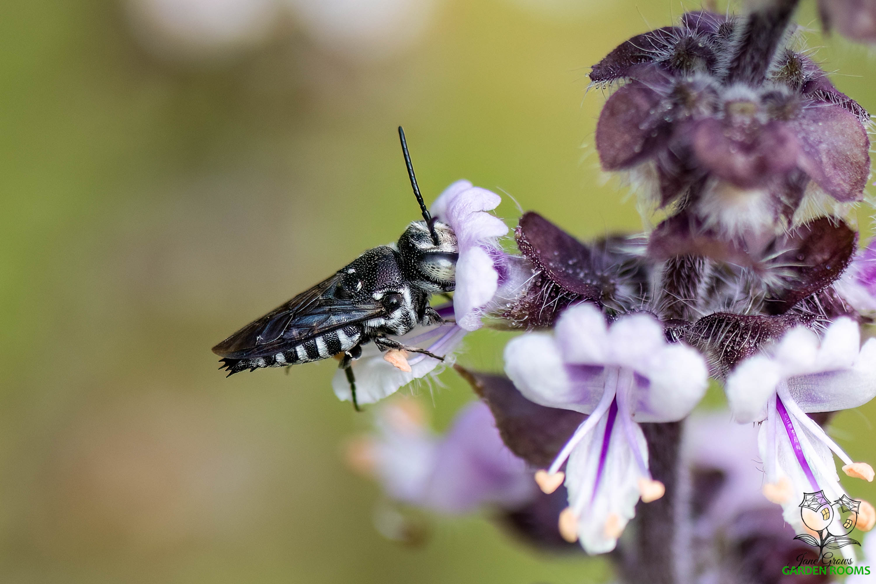 Australia’s Cuckoo Bees – Jane Grows Garden Rooms