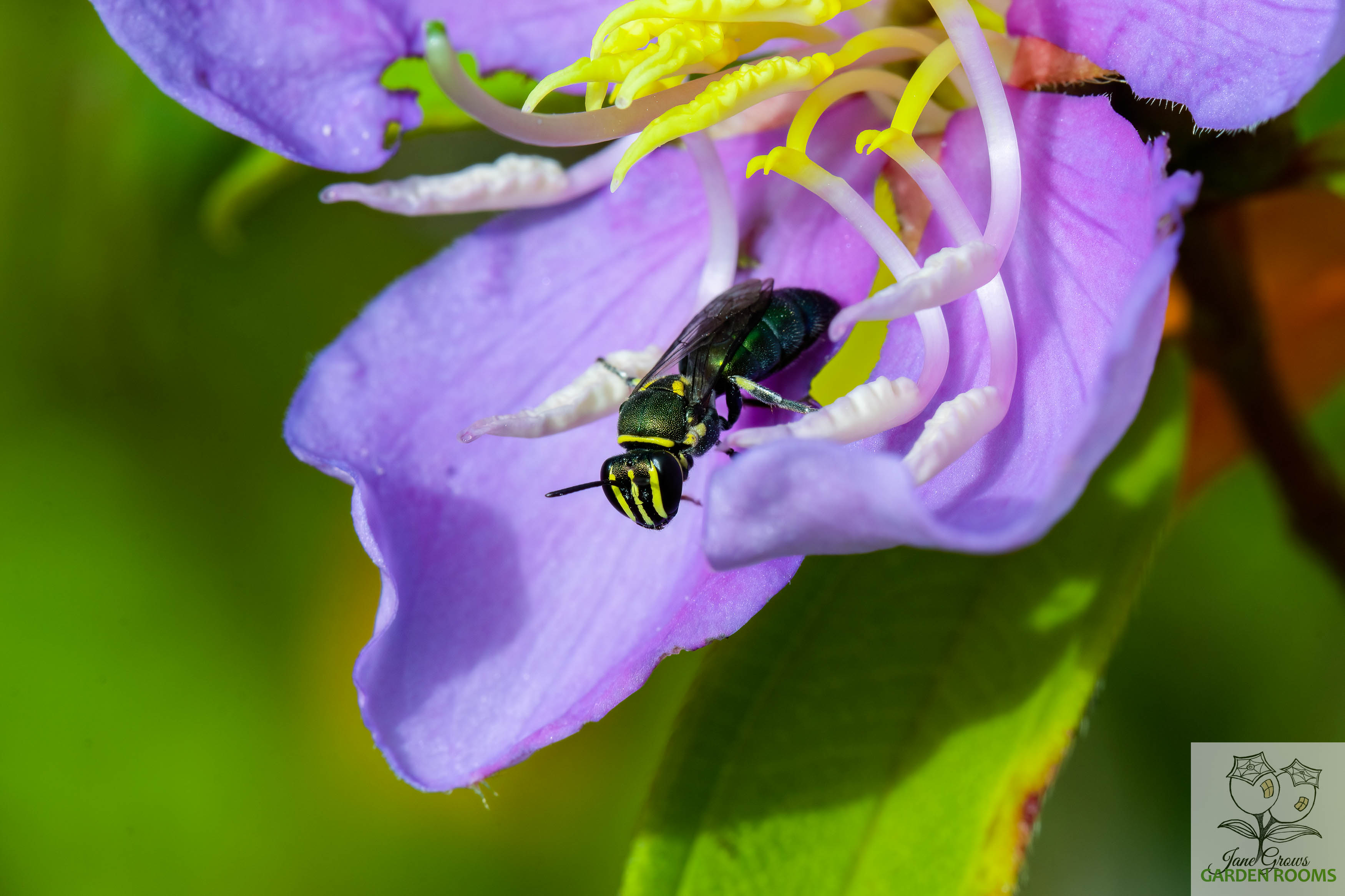 Masked Bees – Hylaeus Bees – Jane Grows Garden Rooms