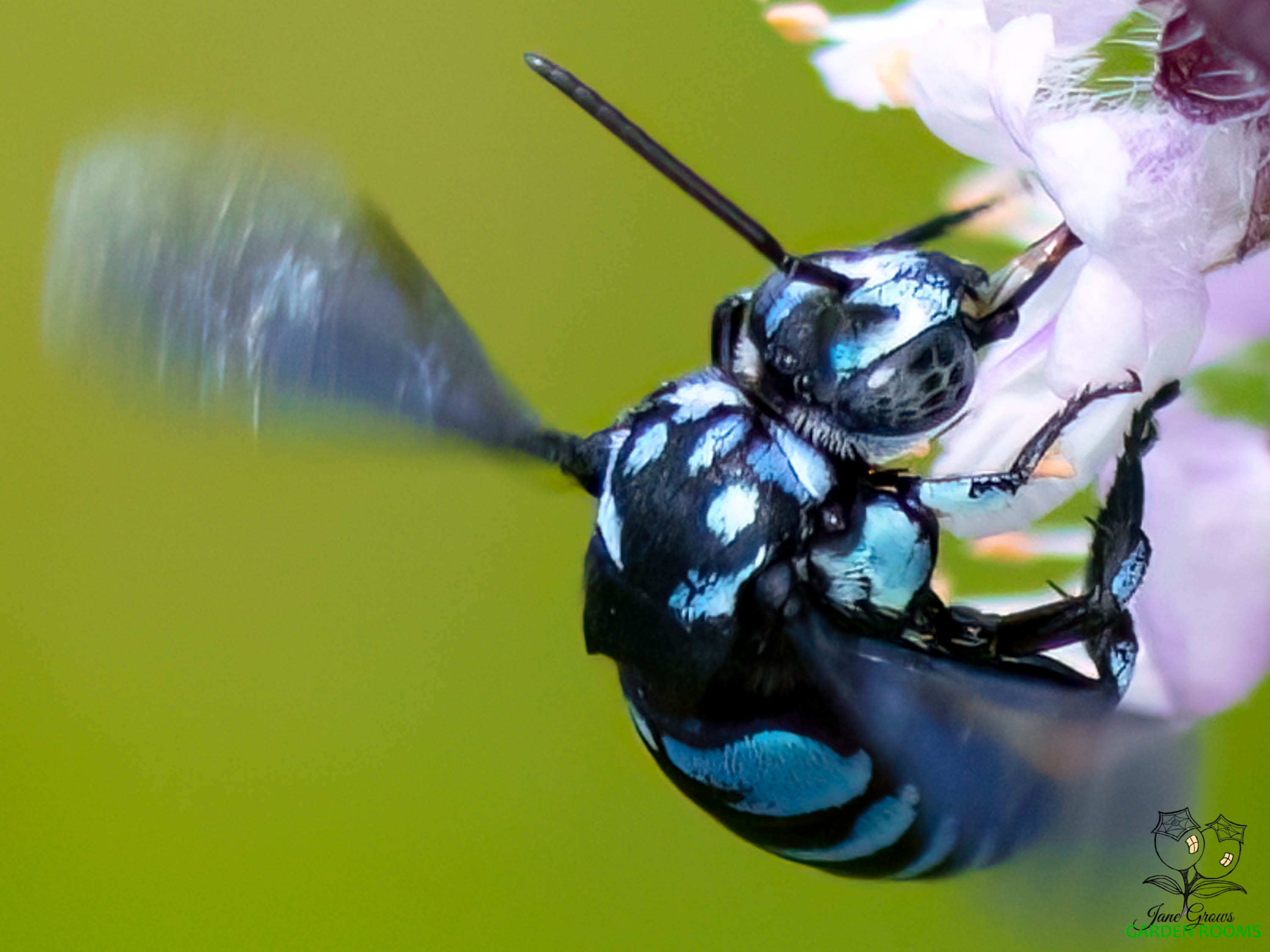 Australia’s Cuckoo Bees – Jane Grows Garden Rooms