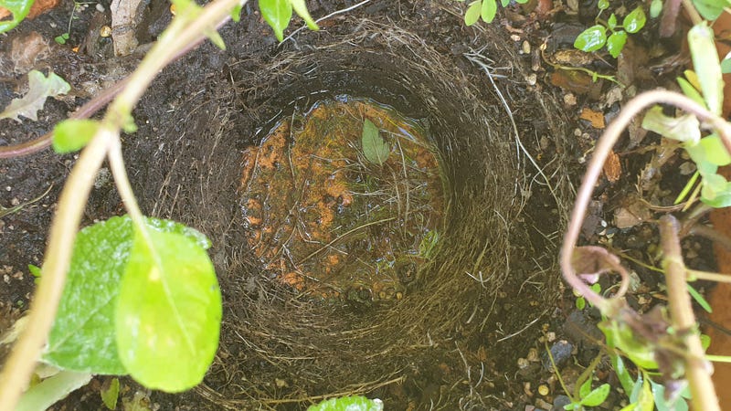 The Propagating Hack that Changed my Life – Jane Grows Garden Rooms