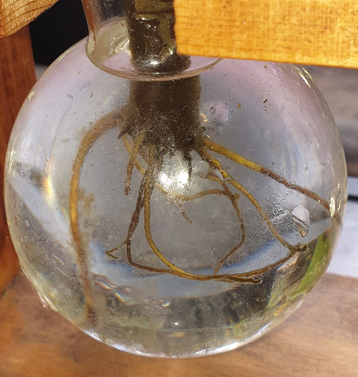 Propagation Station, All Aboard! – Jane Grows Garden Rooms