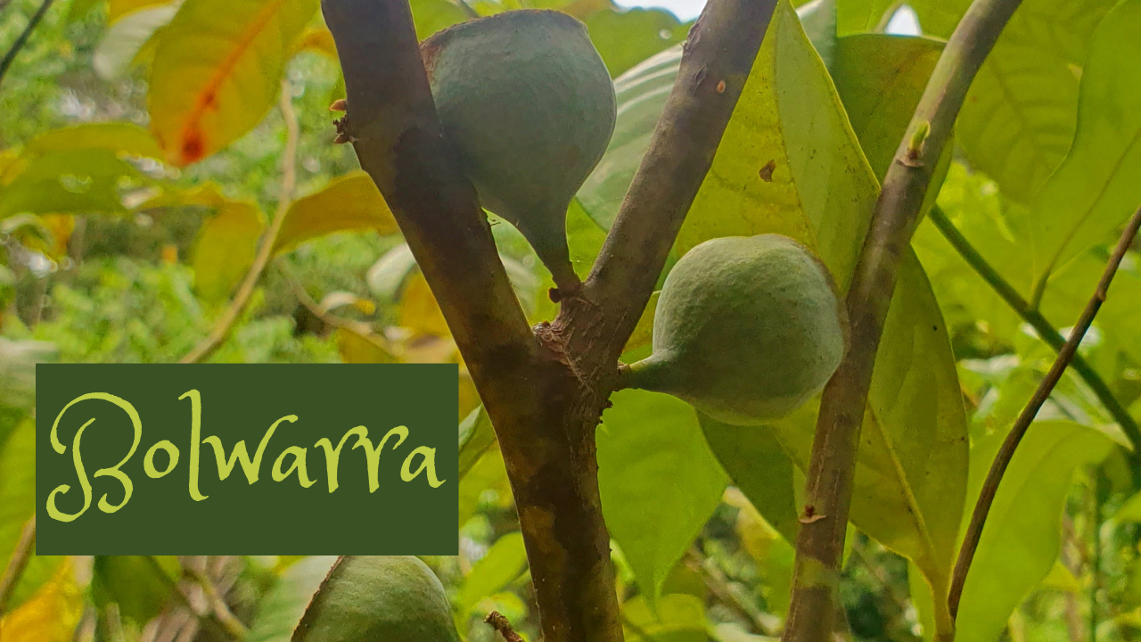 Bolwarra or Native Guava – Jane Grows Garden Rooms